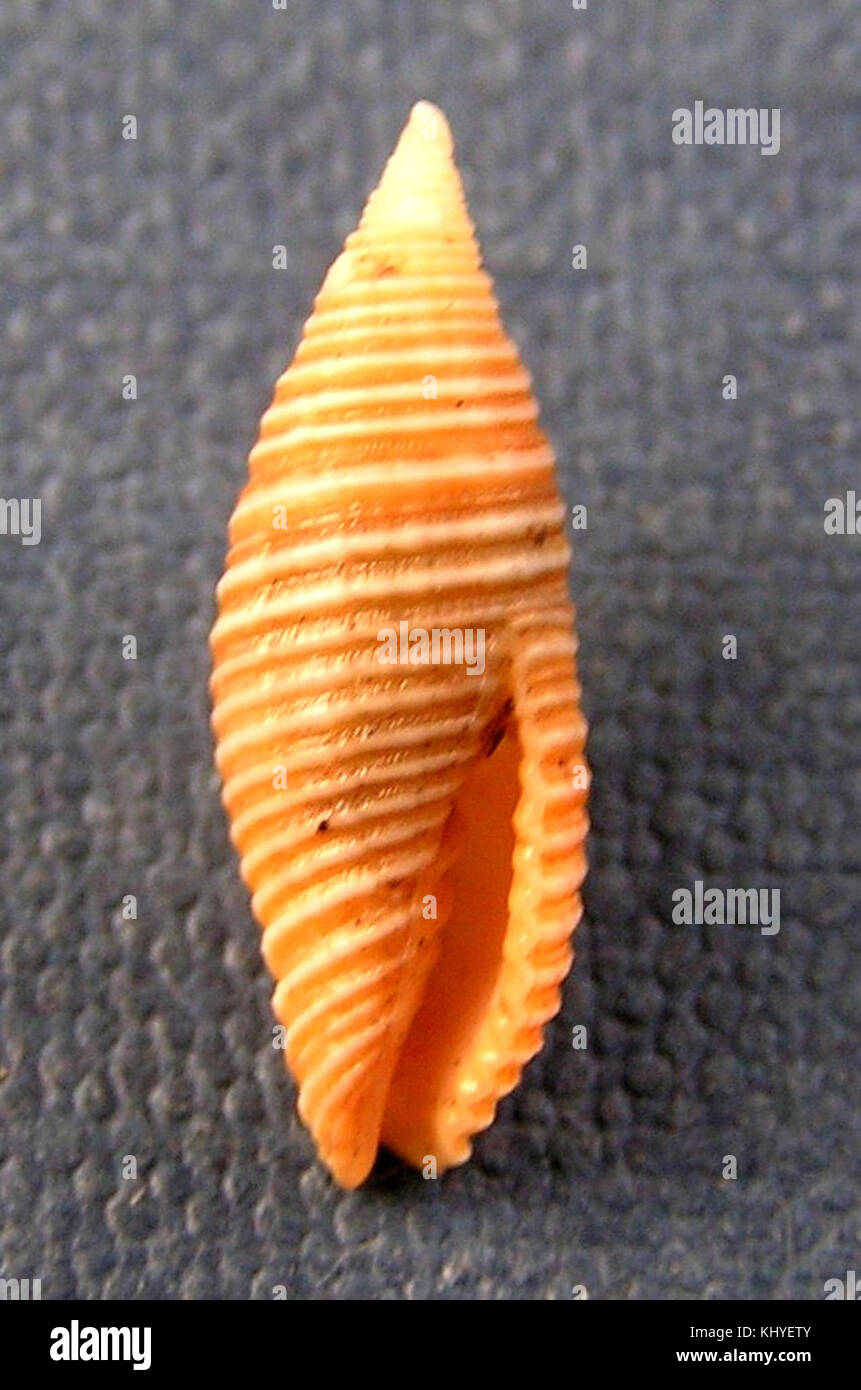 Mitra avenacea 002 Stock Photo - Alamy