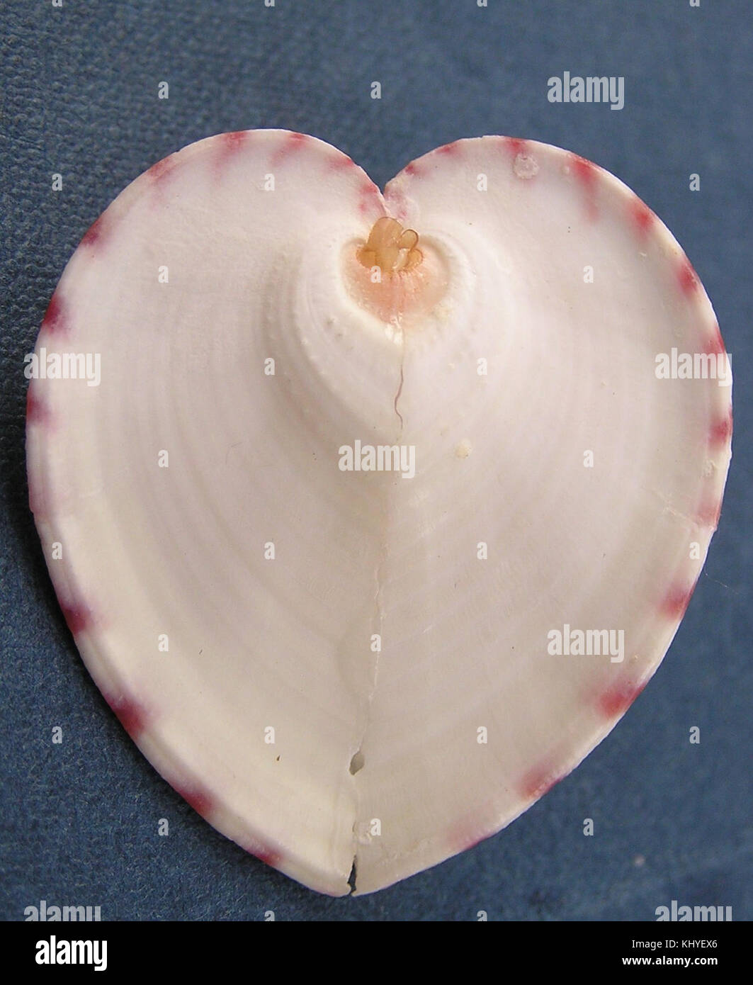 Corculum cardissa 001 Stock Photo - Alamy