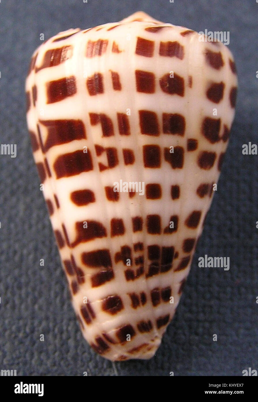 Conus ebraeus 001 Stock Photo - Alamy