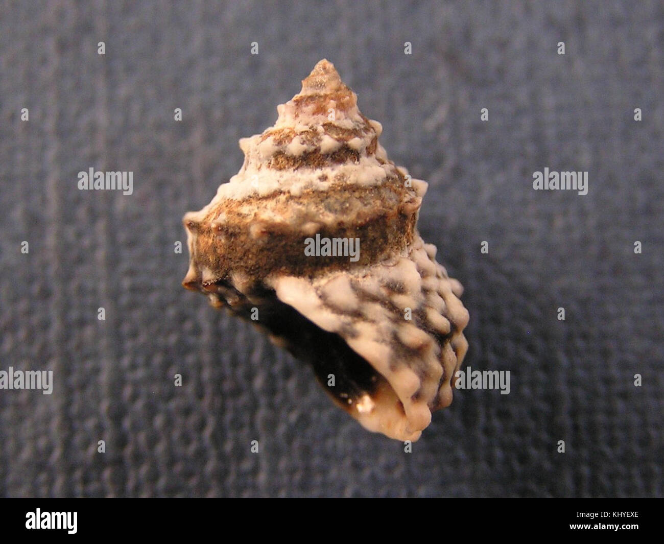 Crustacean exoskeleton hi-res stock photography and images - Alamy