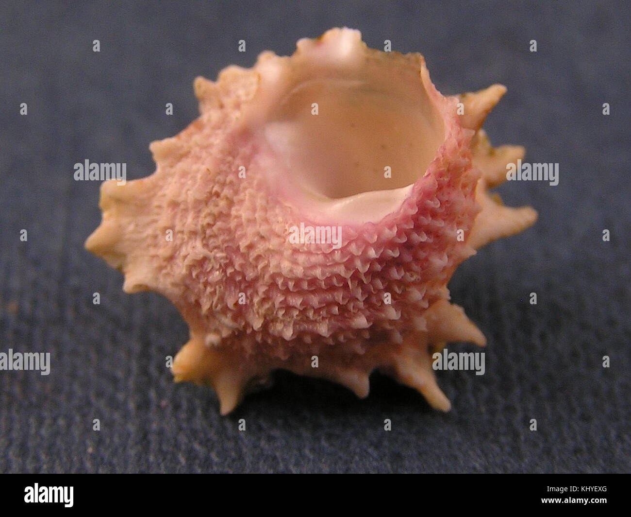 A scientific illustration of the marine species Astralium lapillus ...