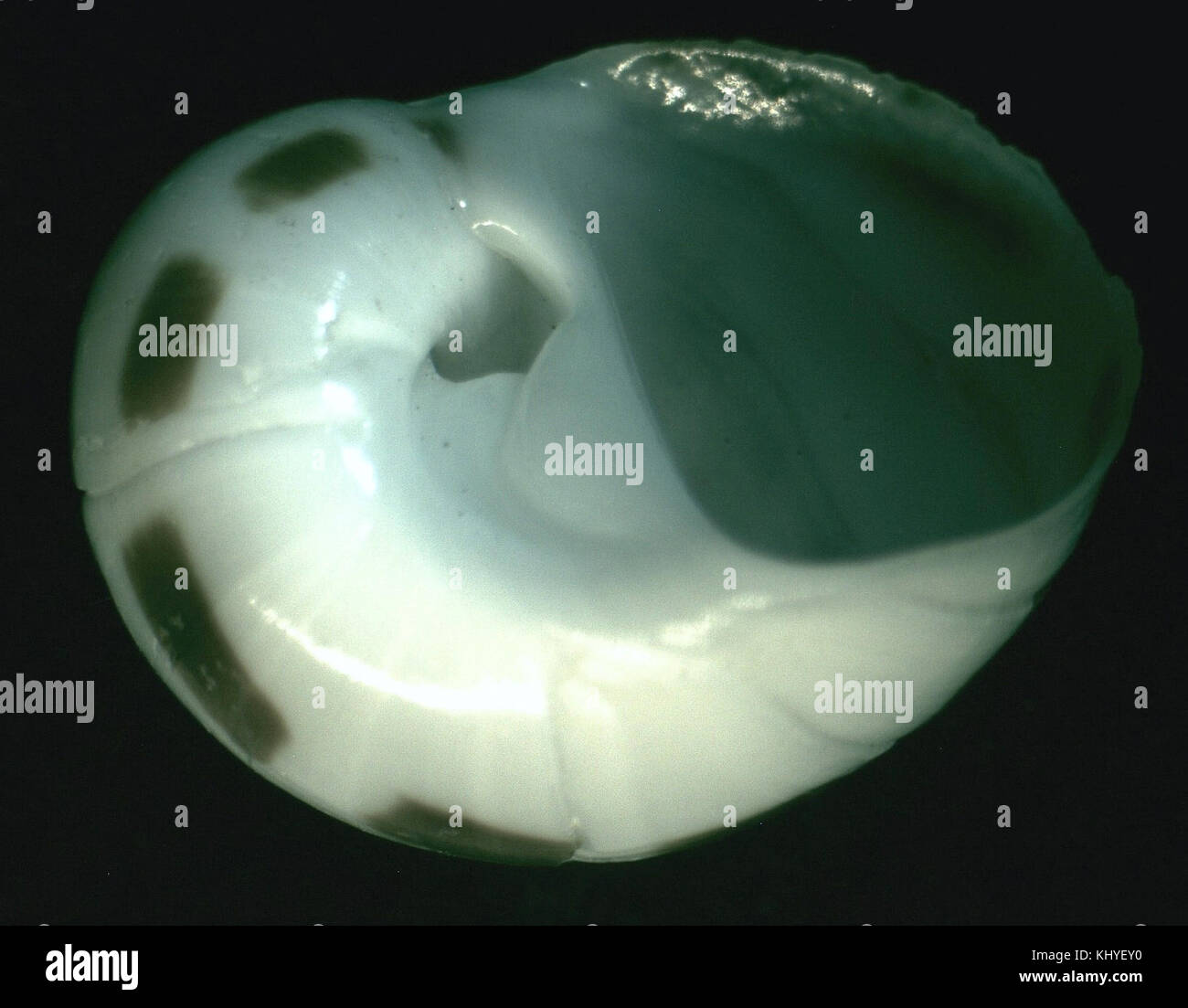 Tanea hi-res stock photography and images - Alamy