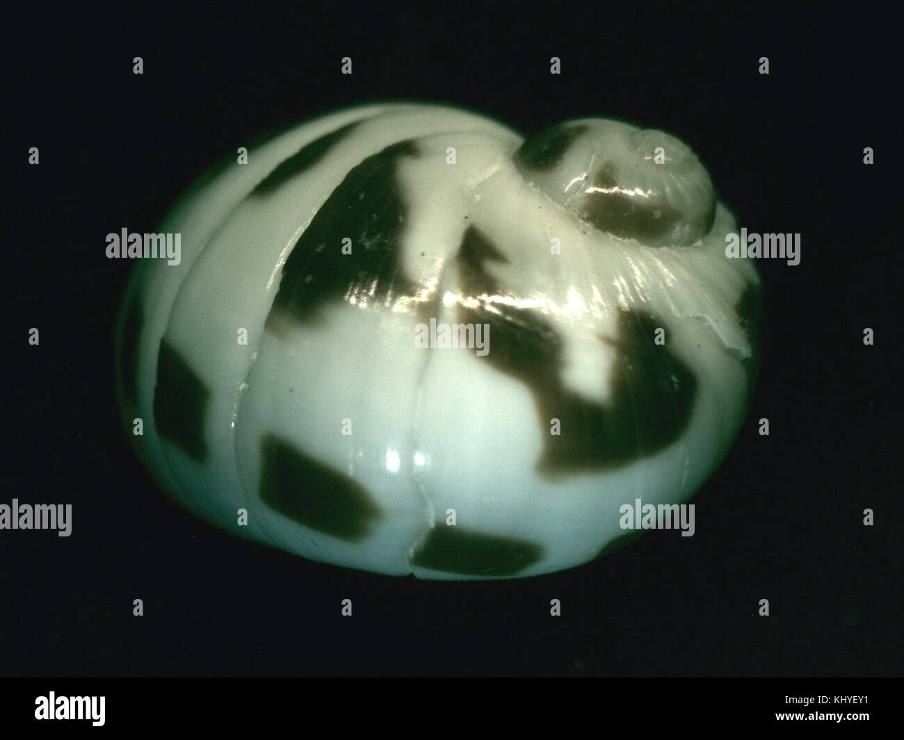 Tanea pavimentum 002 Stock Photo - Alamy