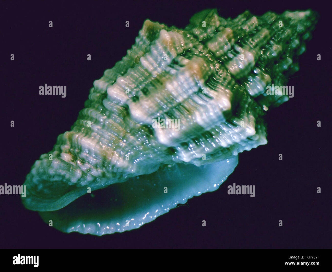 Vexillum crispum 002 Stock Photo - Alamy