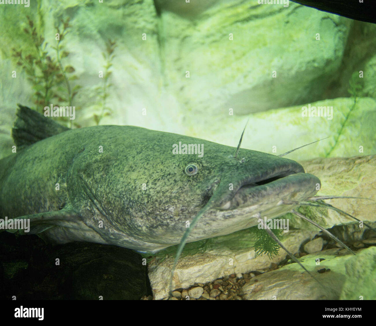 Flathead catfish pylodictis olivaris Stock Photo - Alamy