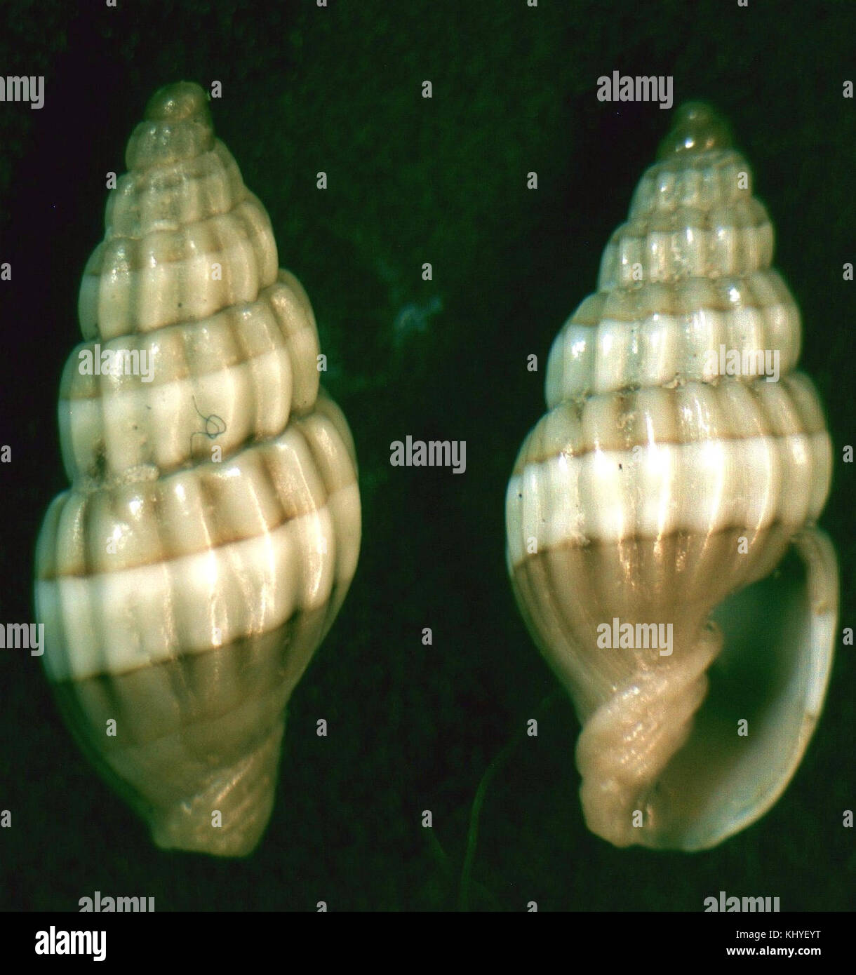 Austromitra analogica 001 Stock Photo - Alamy