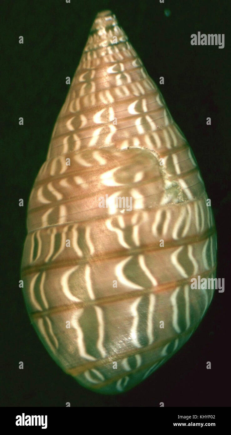 Bellulus hi-res stock photography and images - Alamy