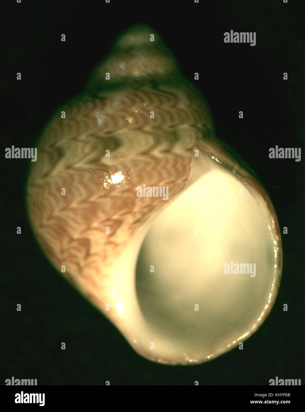 Tricolia hi-res stock photography and images - Alamy