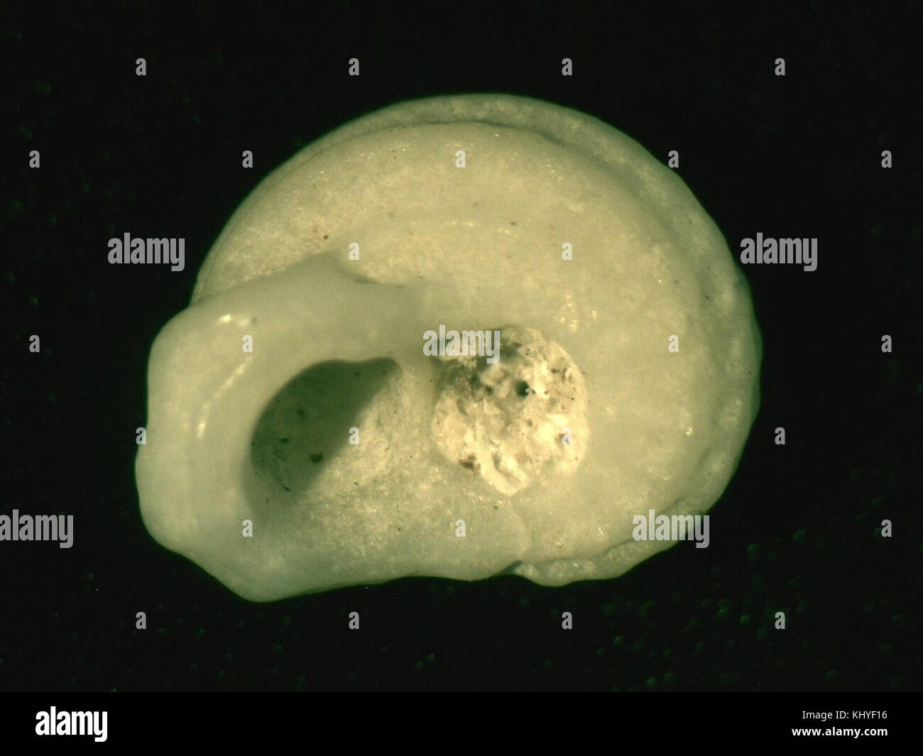 Subquadrata hi-res stock photography and images - Alamy