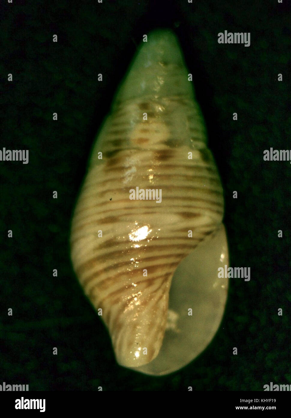 Mitrella dictua 002 Stock Photo - Alamy