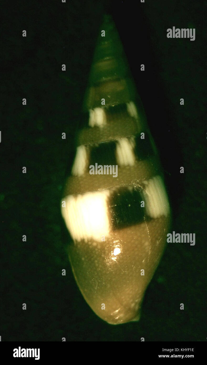 Mitrella acuminata 001 Stock Photo - Alamy