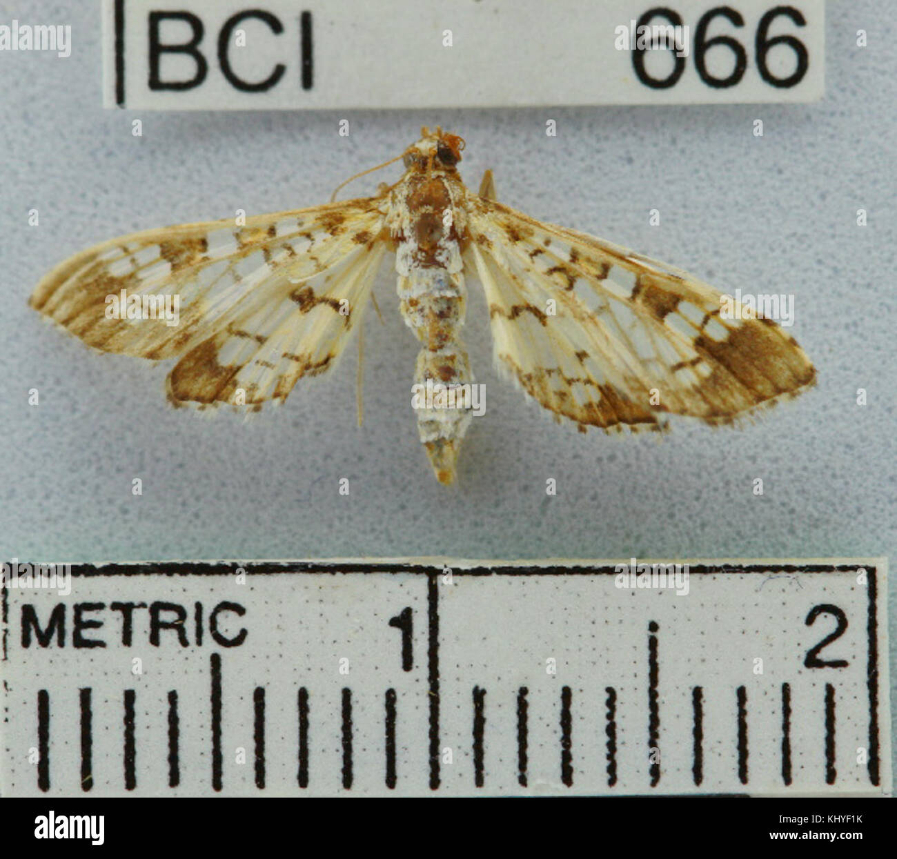 Samea hi-res stock photography and images - Alamy