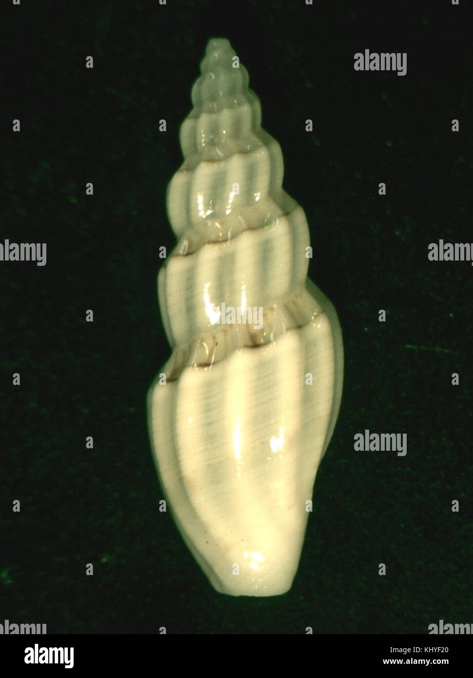 Guraleus pictus vincentianus 001 Stock Photo - Alamy