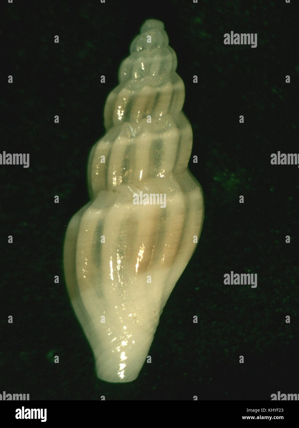 Guraleus pictus 002 Stock Photo - Alamy