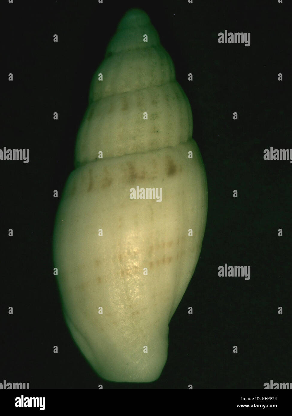 Guraleus mitralis australis 001 Stock Photo - Alamy