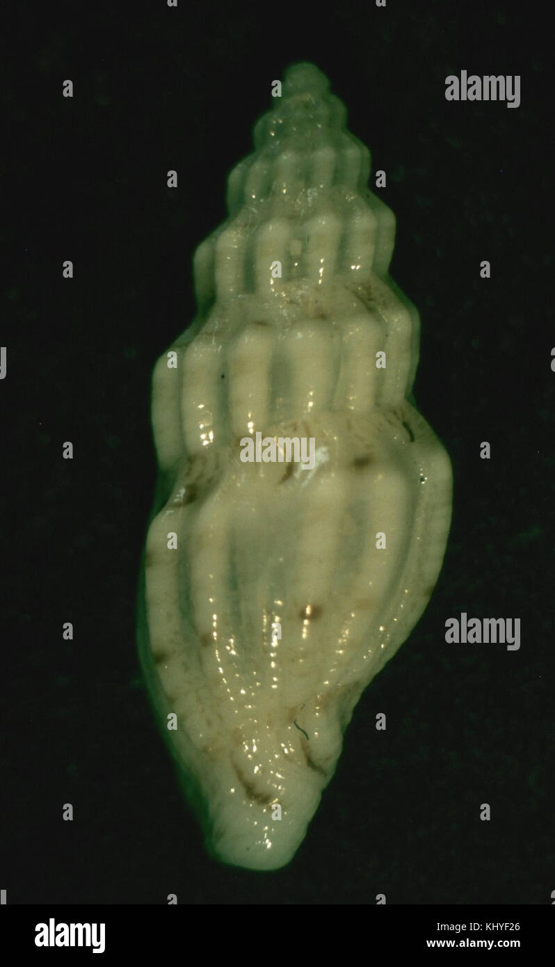 Guraleus alucinans 001 Stock Photo - Alamy