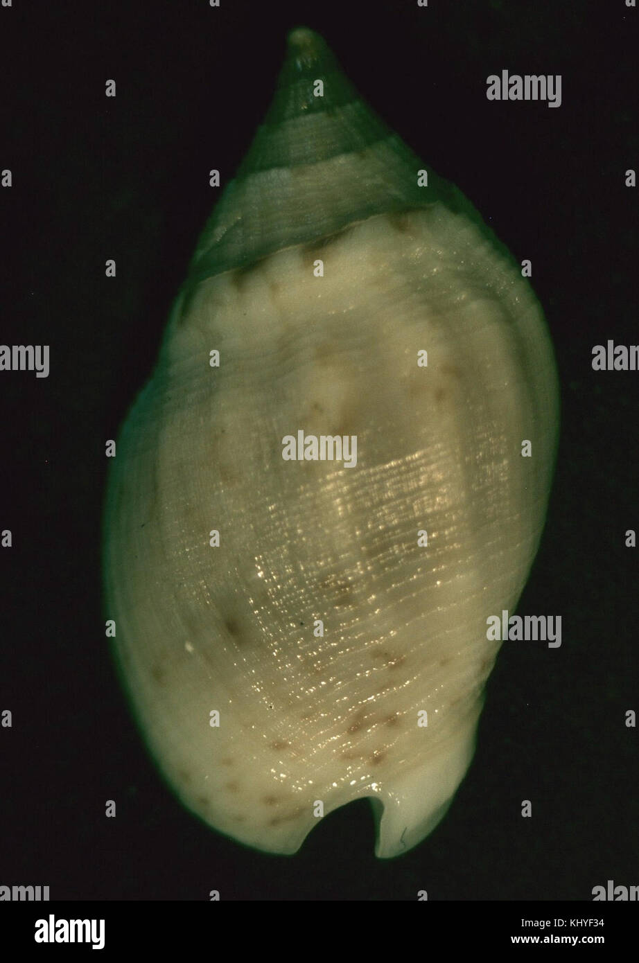 Cyllene hi-res stock photography and images - Alamy