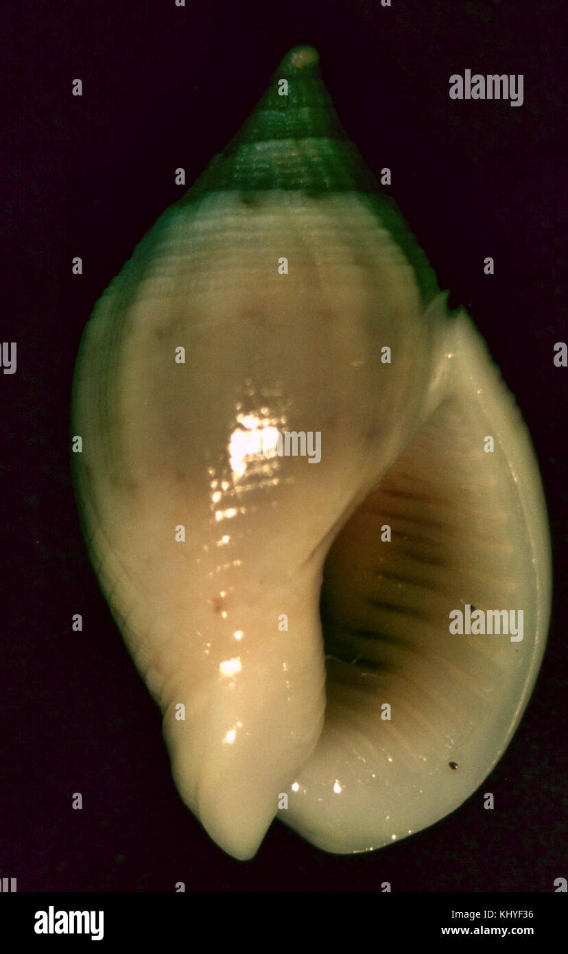 Cyllene hi-res stock photography and images - Alamy