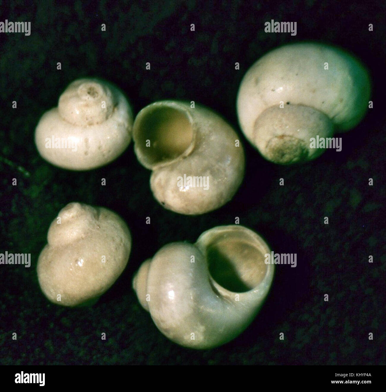 Hydrococcus brazieri 001 Stock Photo - Alamy