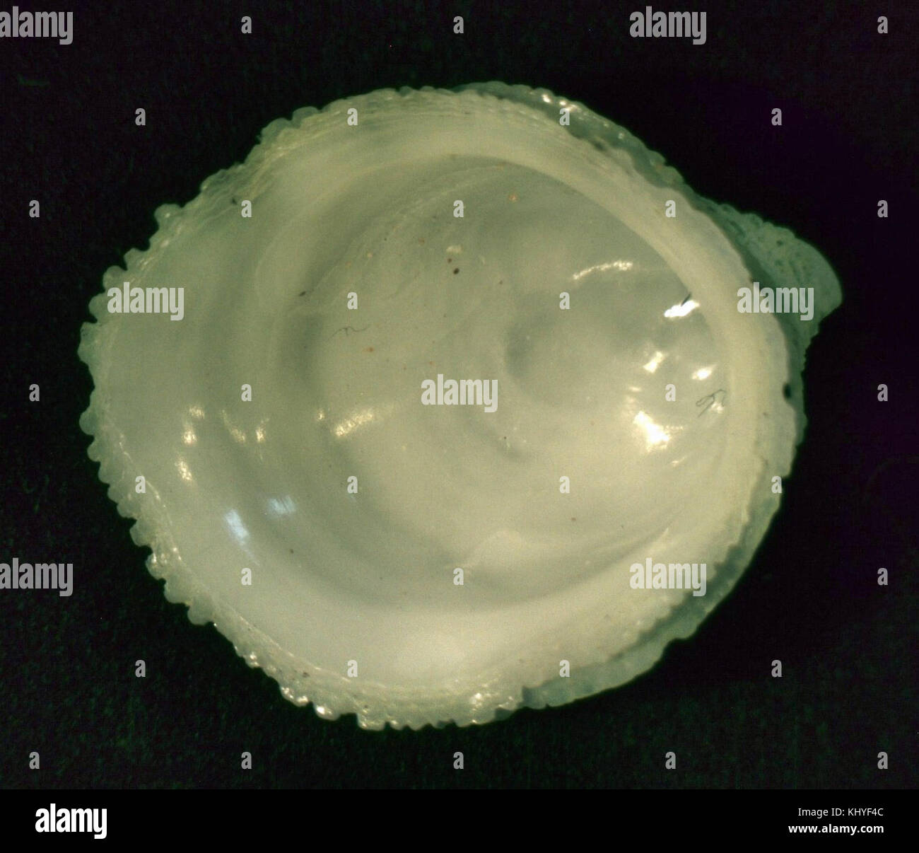 Antisabia foliacea 001 Stock Photo - Alamy