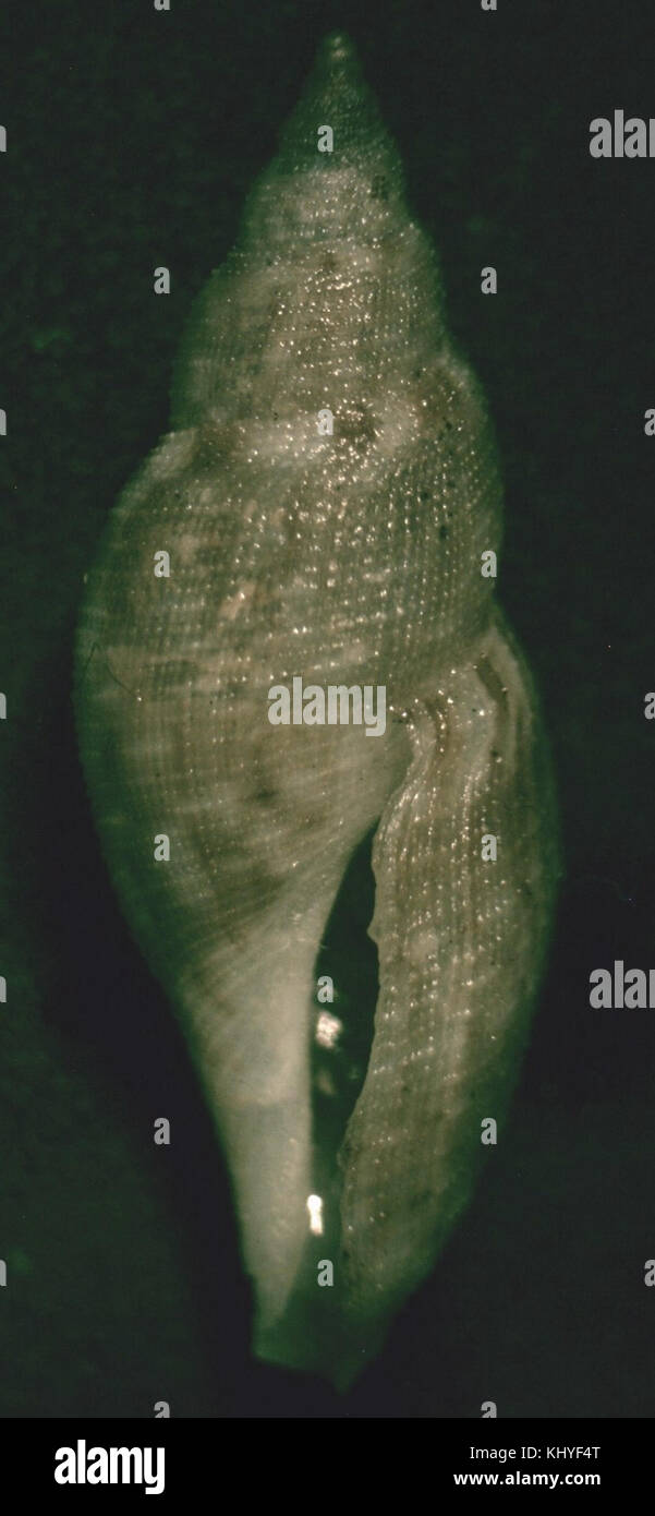 Daphnella radula 002 Stock Photo - Alamy