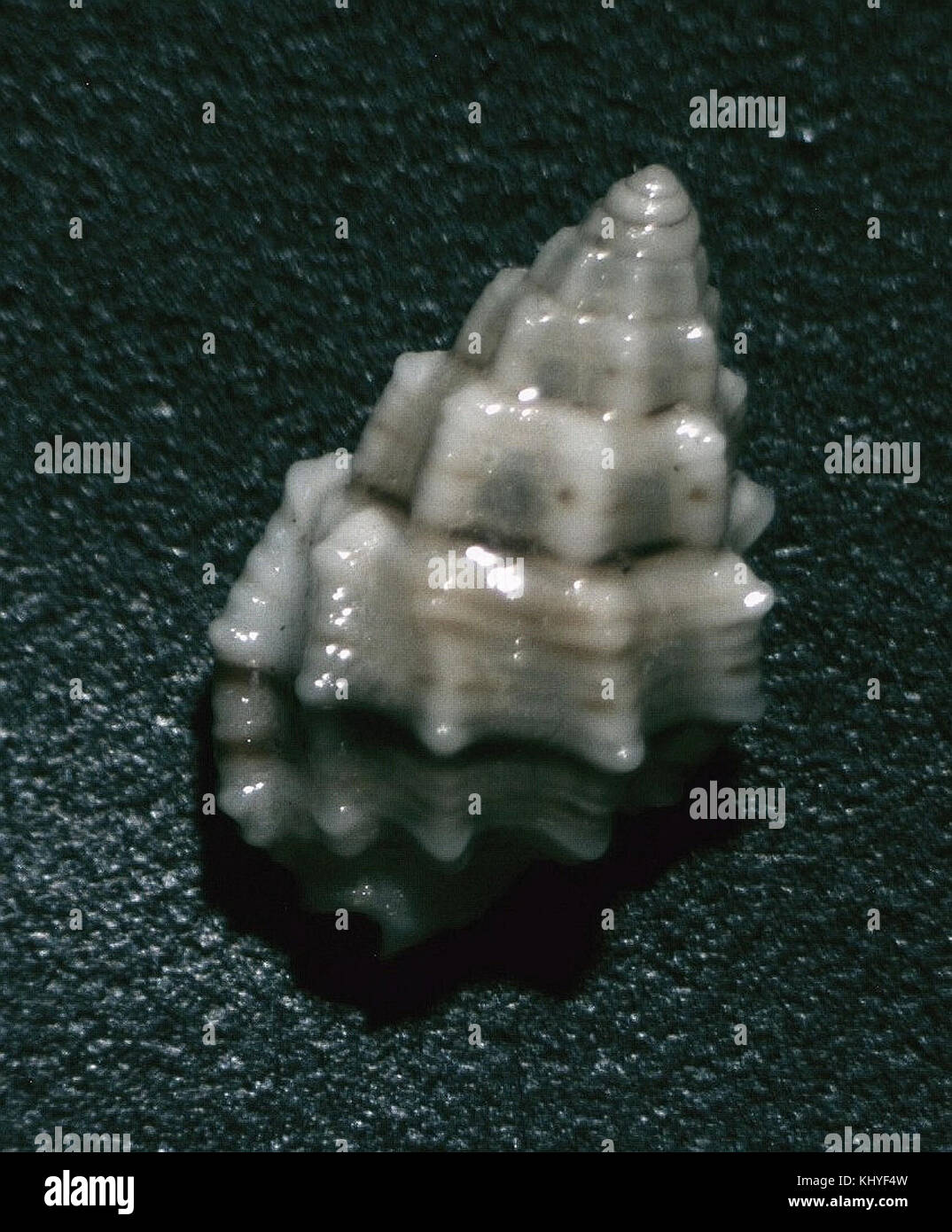 Nassarius echinatus 001 Stock Photo - Alamy