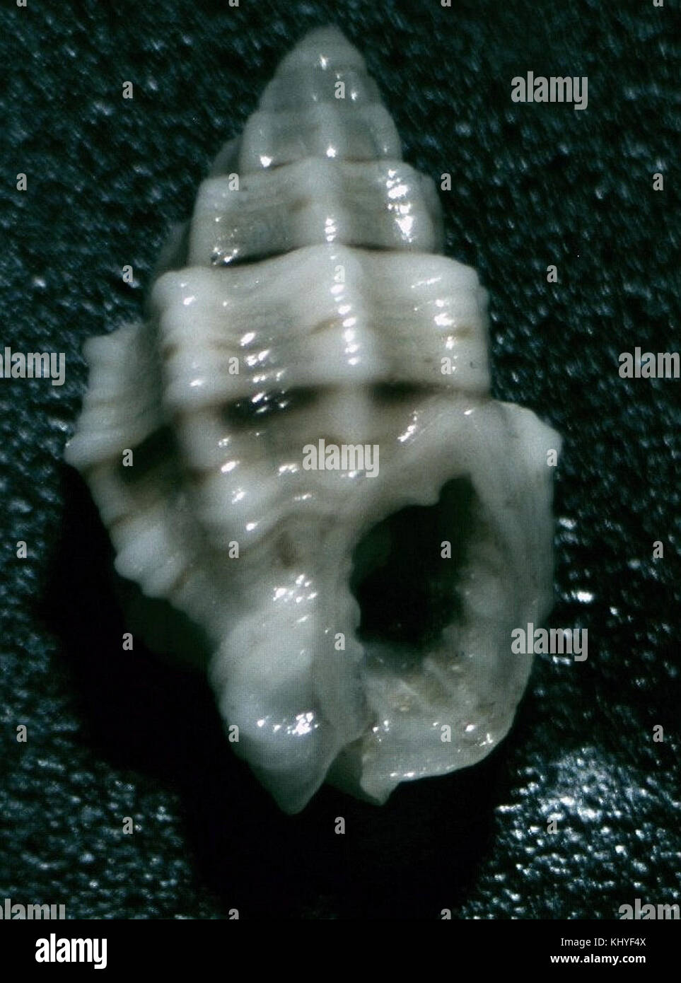 Nassarius echinatus 002 Stock Photo - Alamy