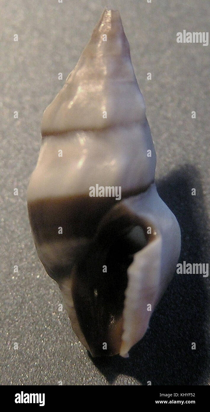 Clavus exasperata 003 Stock Photo - Alamy