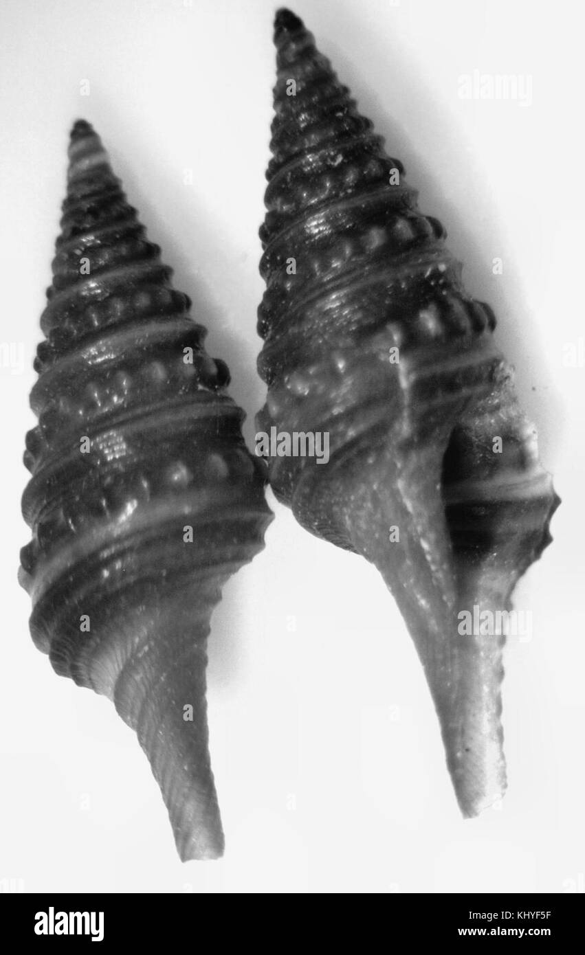 Gemmula gemmulina 001 Stock Photo - Alamy