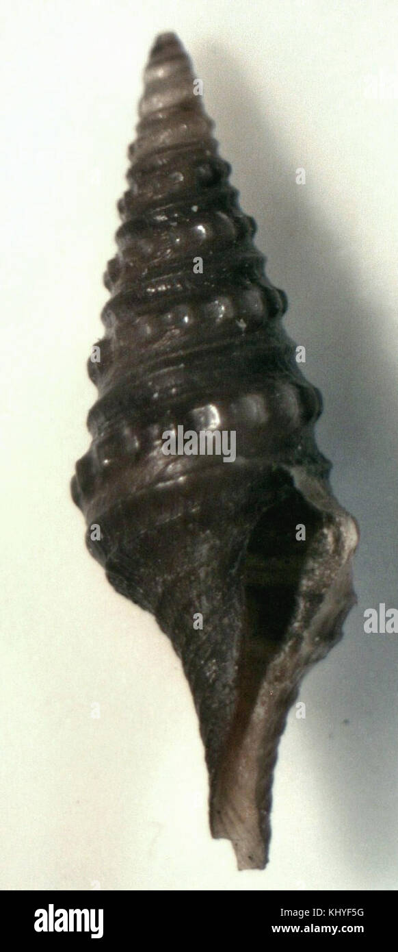 Gemmula gemmulina 002 Stock Photo - Alamy