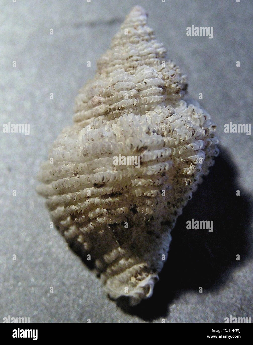 Coralliophila inflata 001 Stock Photo - Alamy