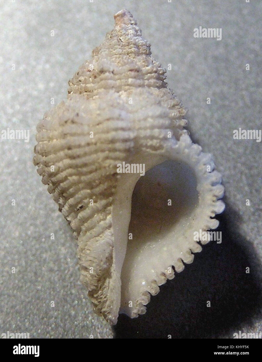 Coralliophila inflata 002 Stock Photo - Alamy