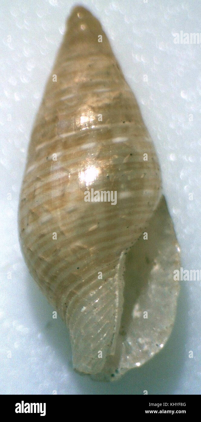 Pseudamycla formosa 002 Stock Photo - Alamy