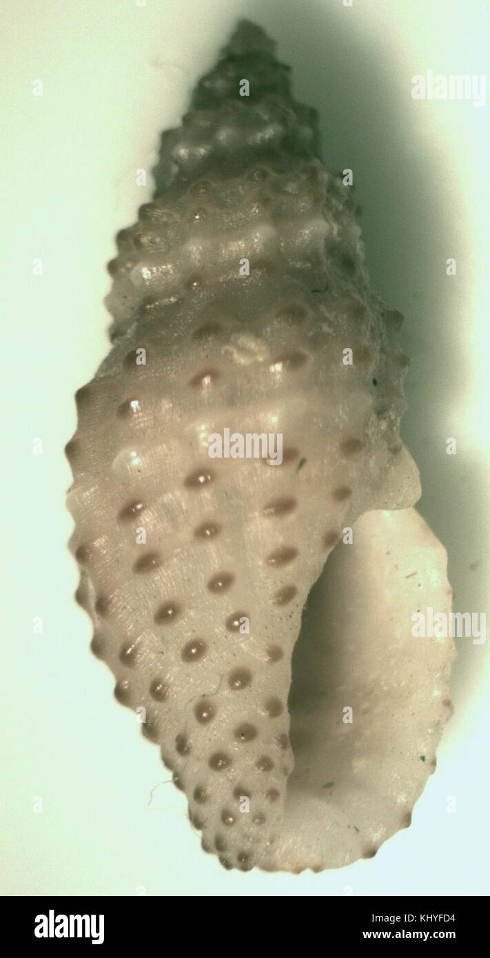 This image features Philbertia granicostata, a species known for its distinctive physical ...