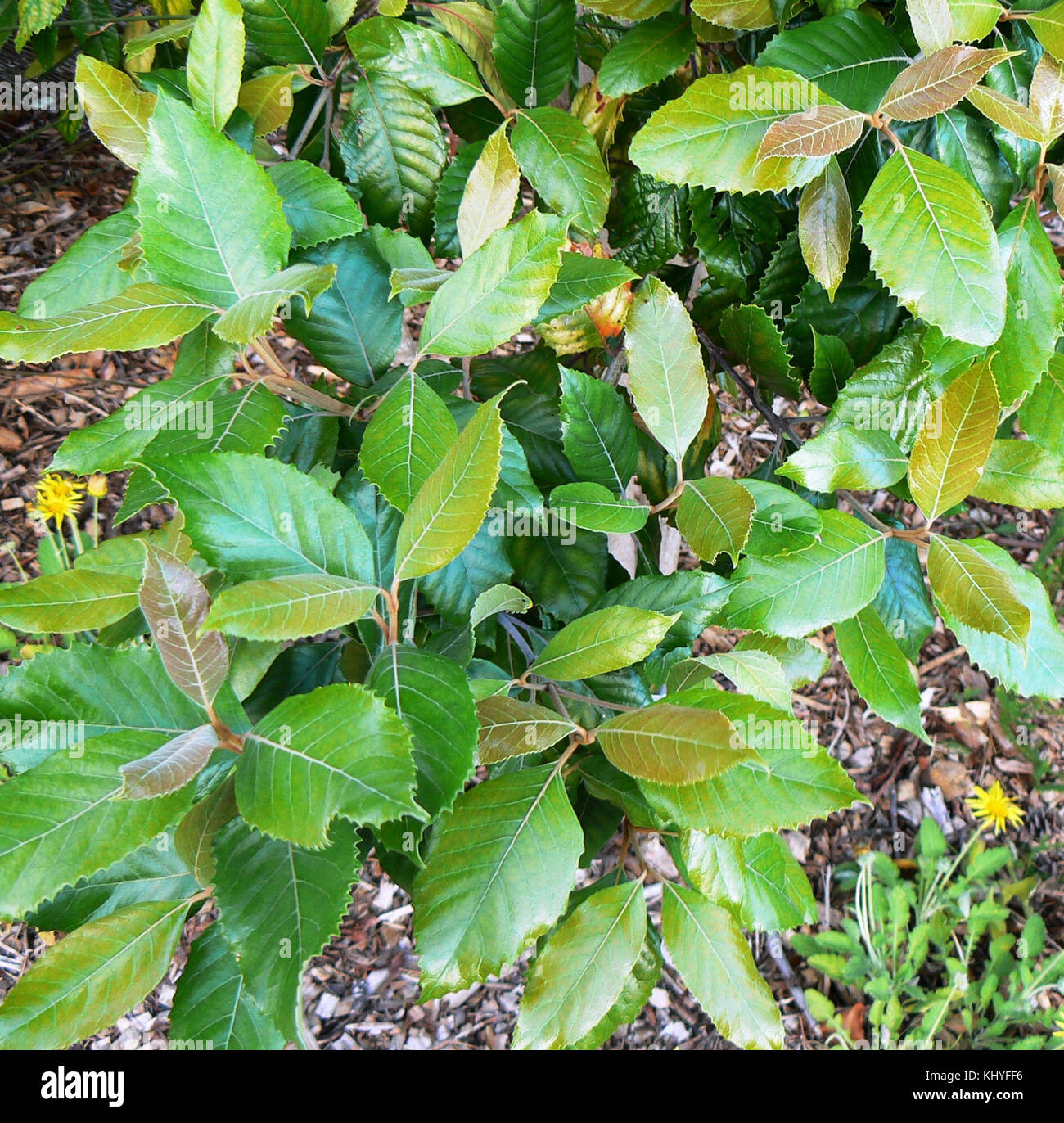 Curtisia dentata - 2 Stock Photo - Alamy
