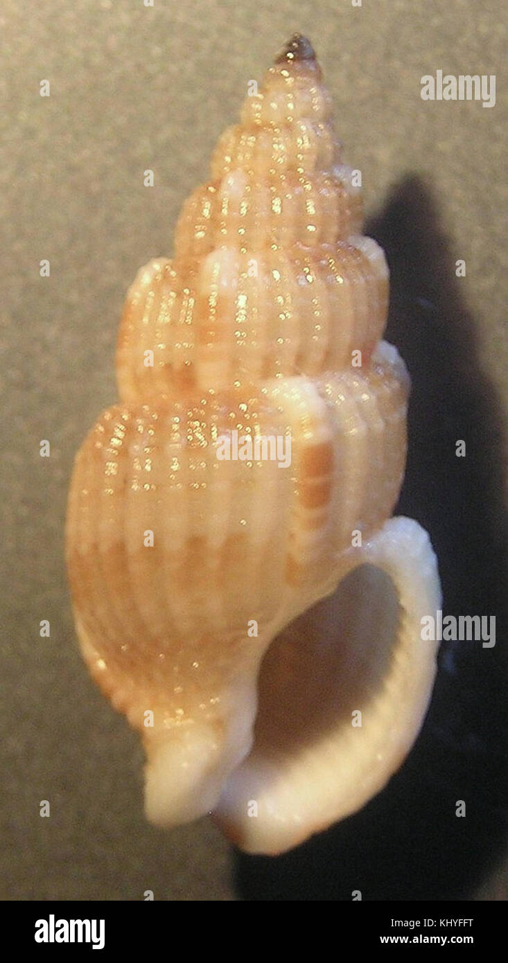 Phos varicosus 001 Stock Photo - Alamy