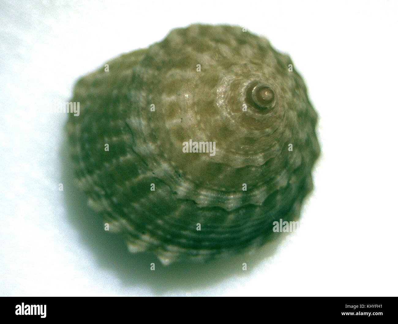 Agagus agagus 001 Stock Photo - Alamy