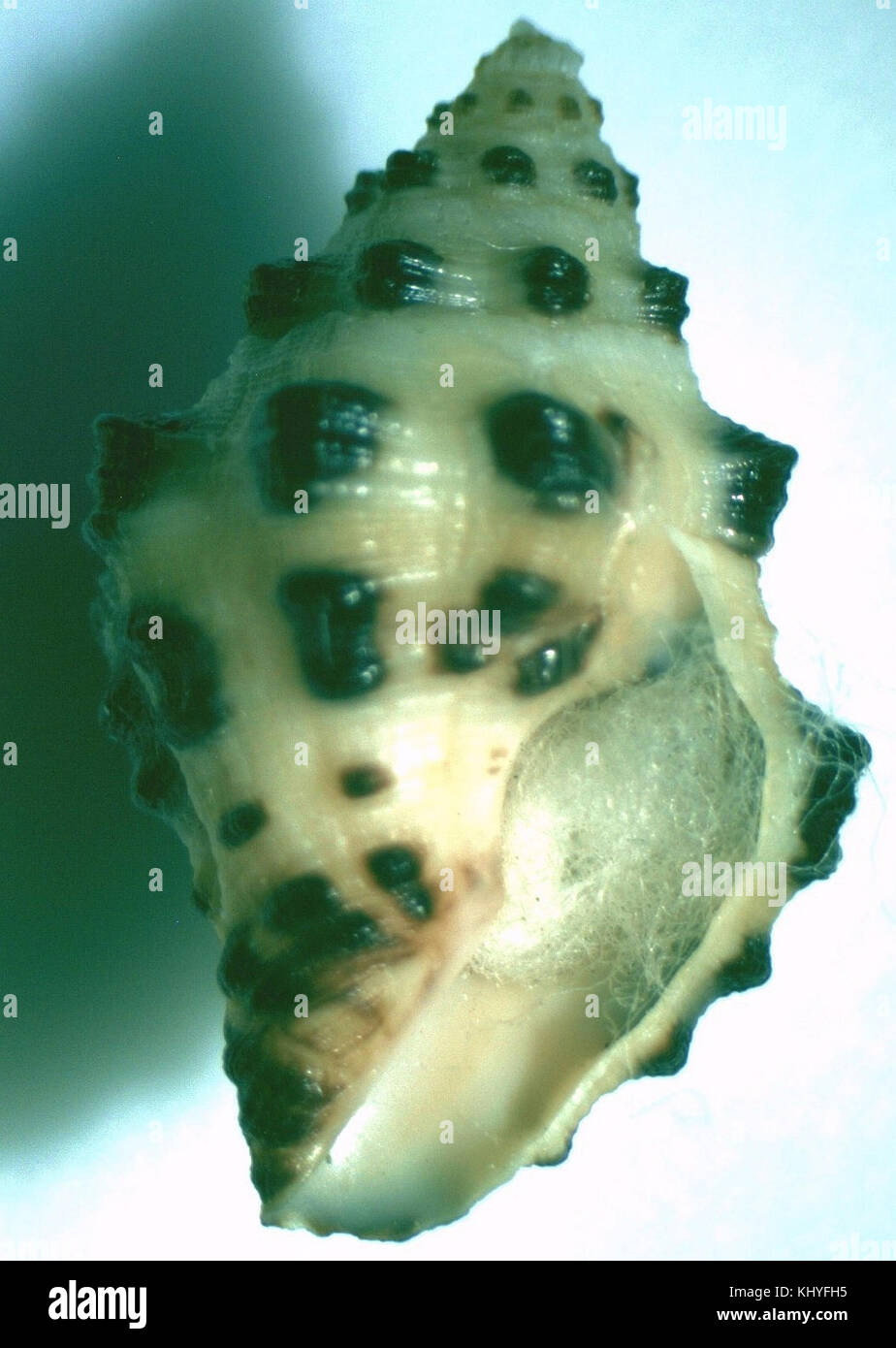 Engina pyrostoma 002 Stock Photo - Alamy