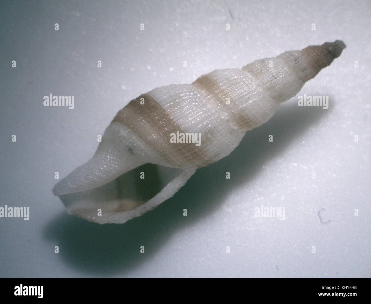 Daphnella aureola 002 Stock Photo - Alamy