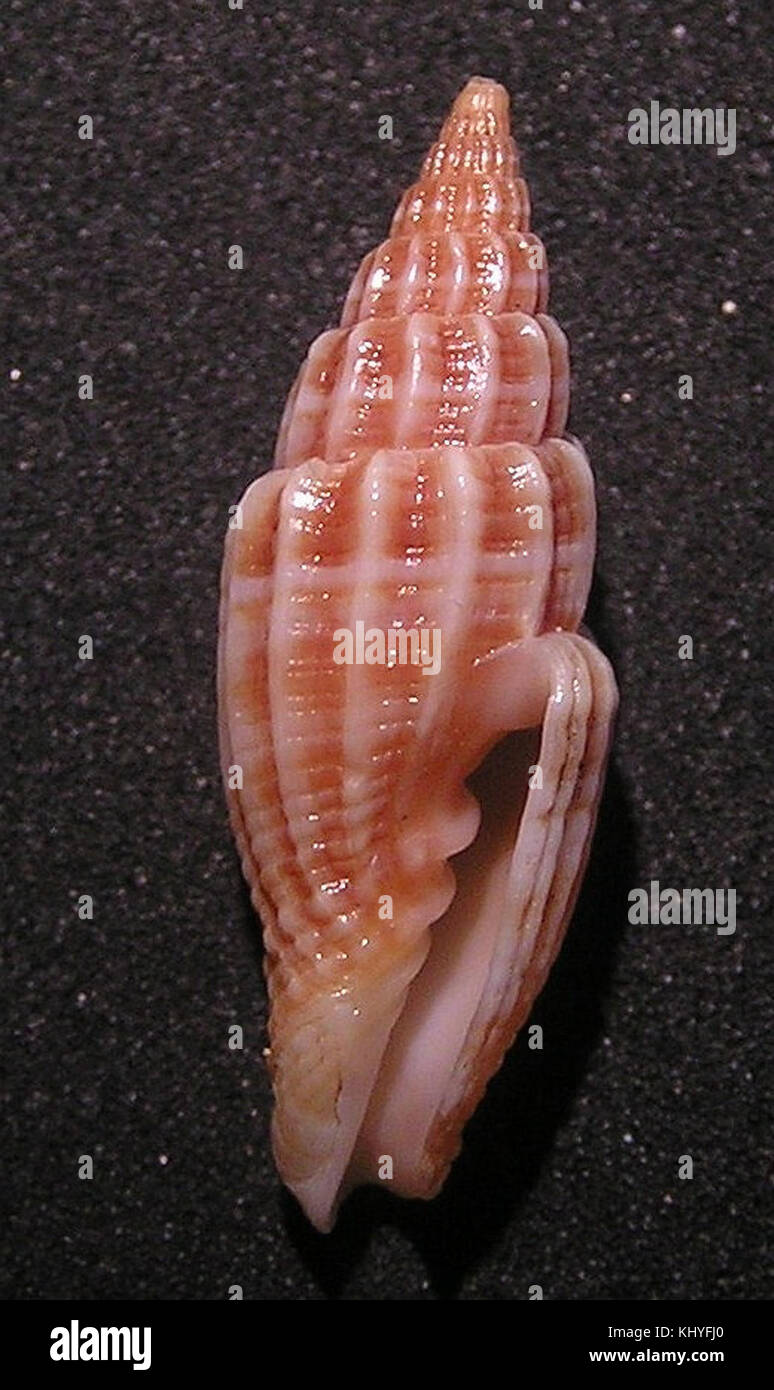 Vexillum suluense 002 Stock Photo - Alamy