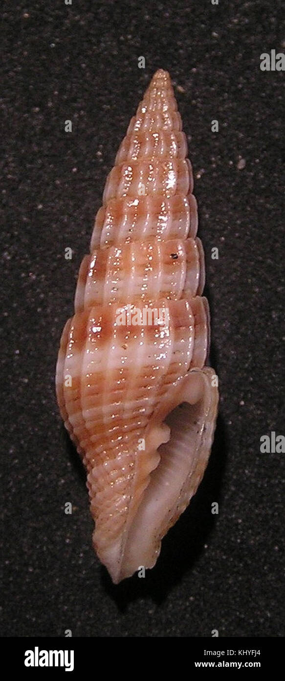 Obeliscus hi-res stock photography and images - Alamy