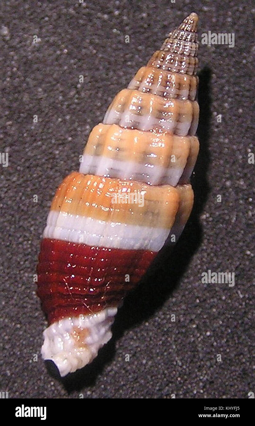 Vexillum militare 001 Stock Photo - Alamy