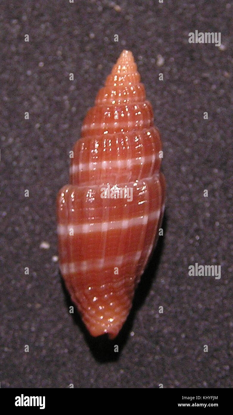 Exaratum hi-res stock photography and images - Alamy