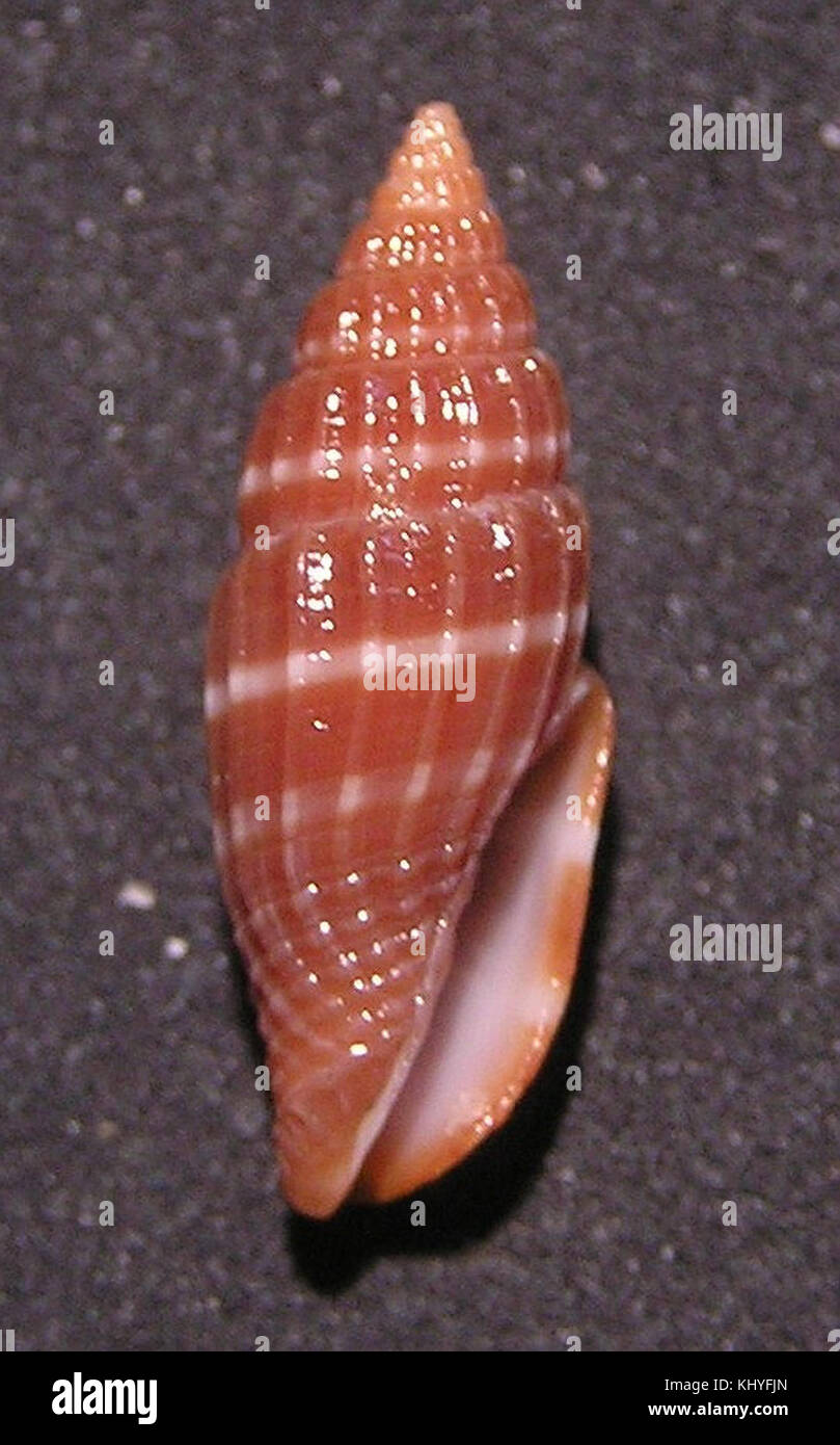 Exaratum hi-res stock photography and images - Alamy