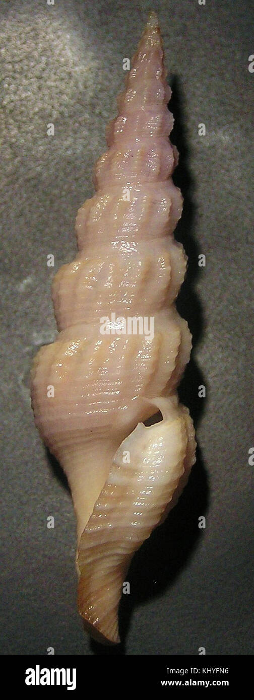 Aesopus hi-res stock photography and images - Alamy