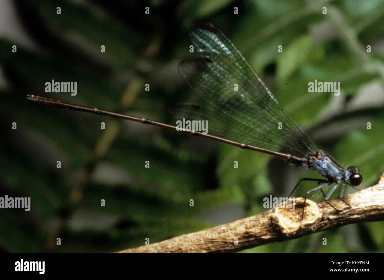 Flying earwig Hawaiian damselfly dragonfly insect megalagrion nesiotes ...