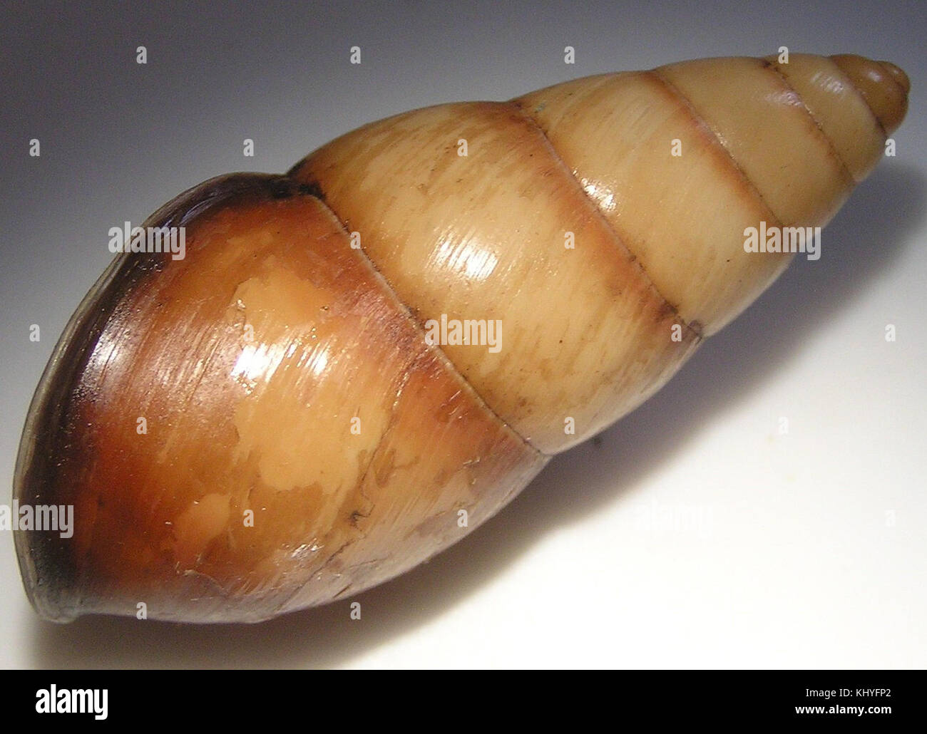 Helicostyla camelopardalis 001 Stock Photo - Alamy