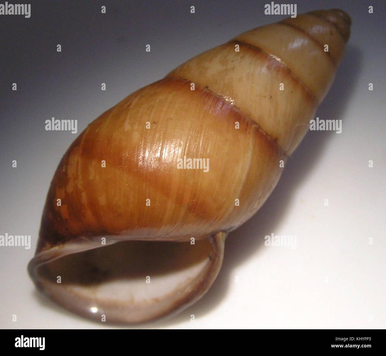 Helicostyla camelopardalis 002 Stock Photo - Alamy