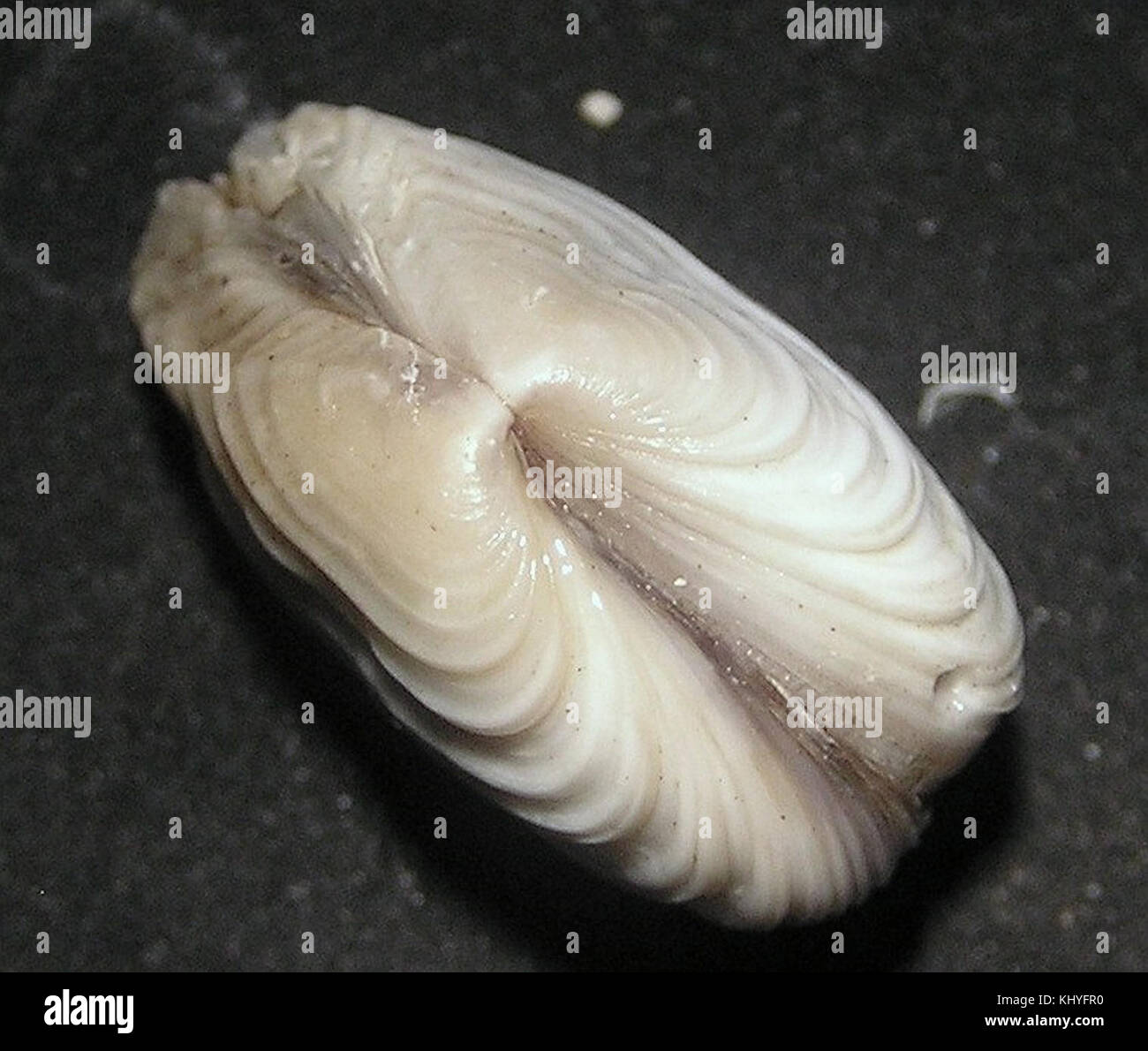 Corbula hi-res stock photography and images - Alamy