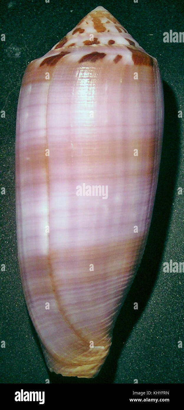 Conus circumcisus 002 Stock Photo - Alamy